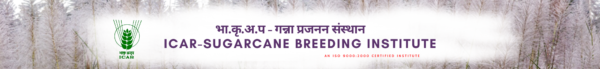 Sugarcane Varieties – ICAR-Sugarcane Breeding Institute